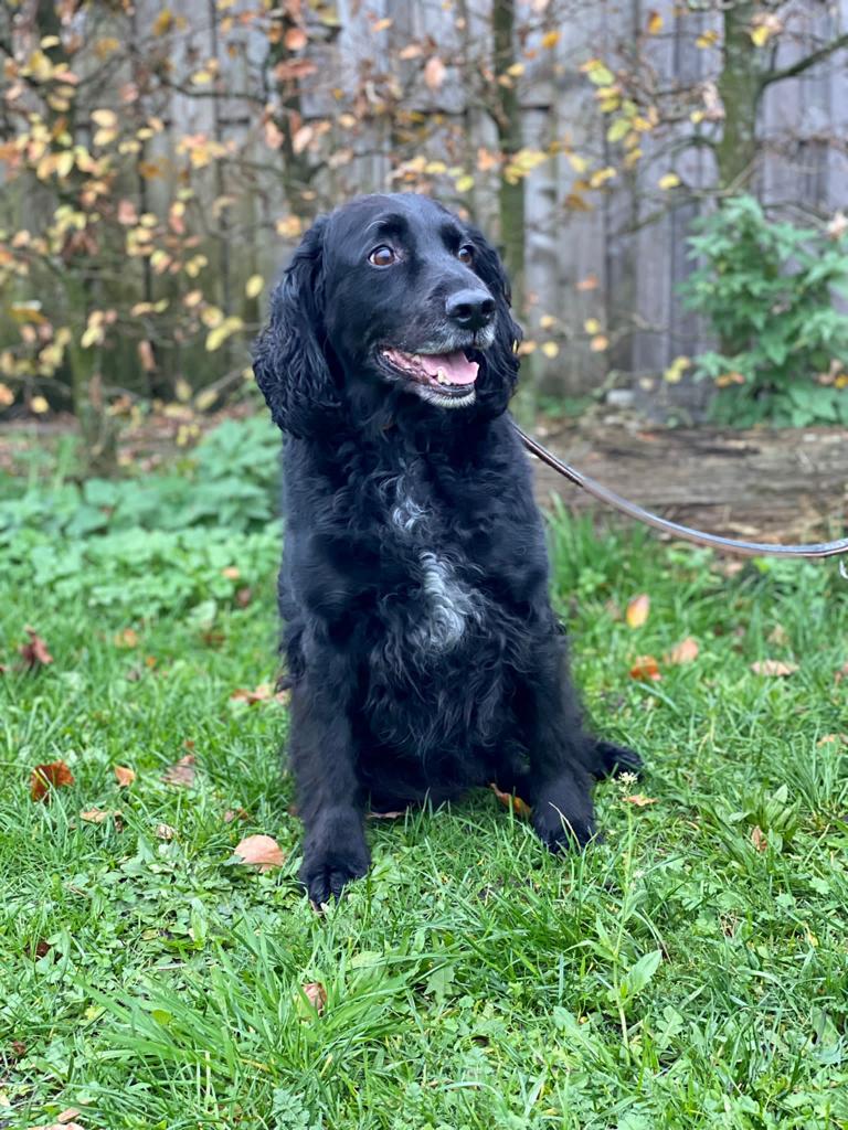 Honden - Dierenasiel Brammelo